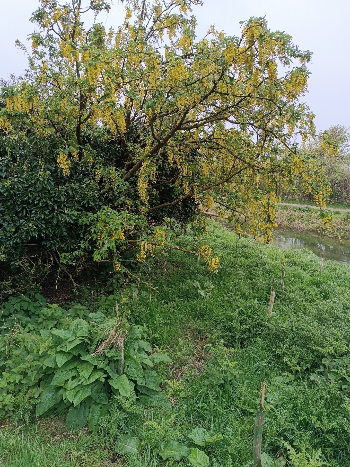 Wendover Canal Trust - April Tidy Friday Report